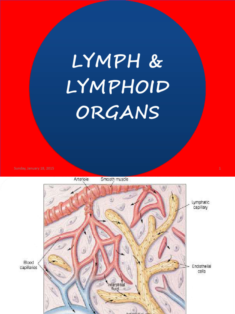 lYMPHATIC SYSTEM | PDF | Lymph Node | Lymphatic System