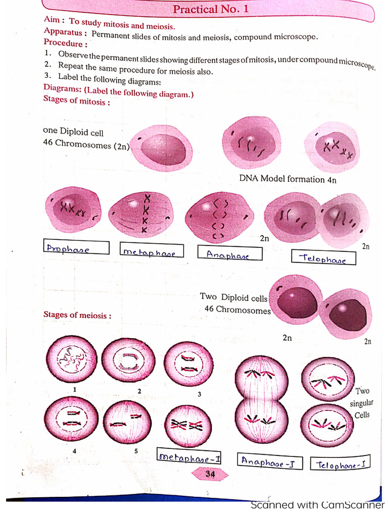 Science 2 Practical Journal Entries | PDF