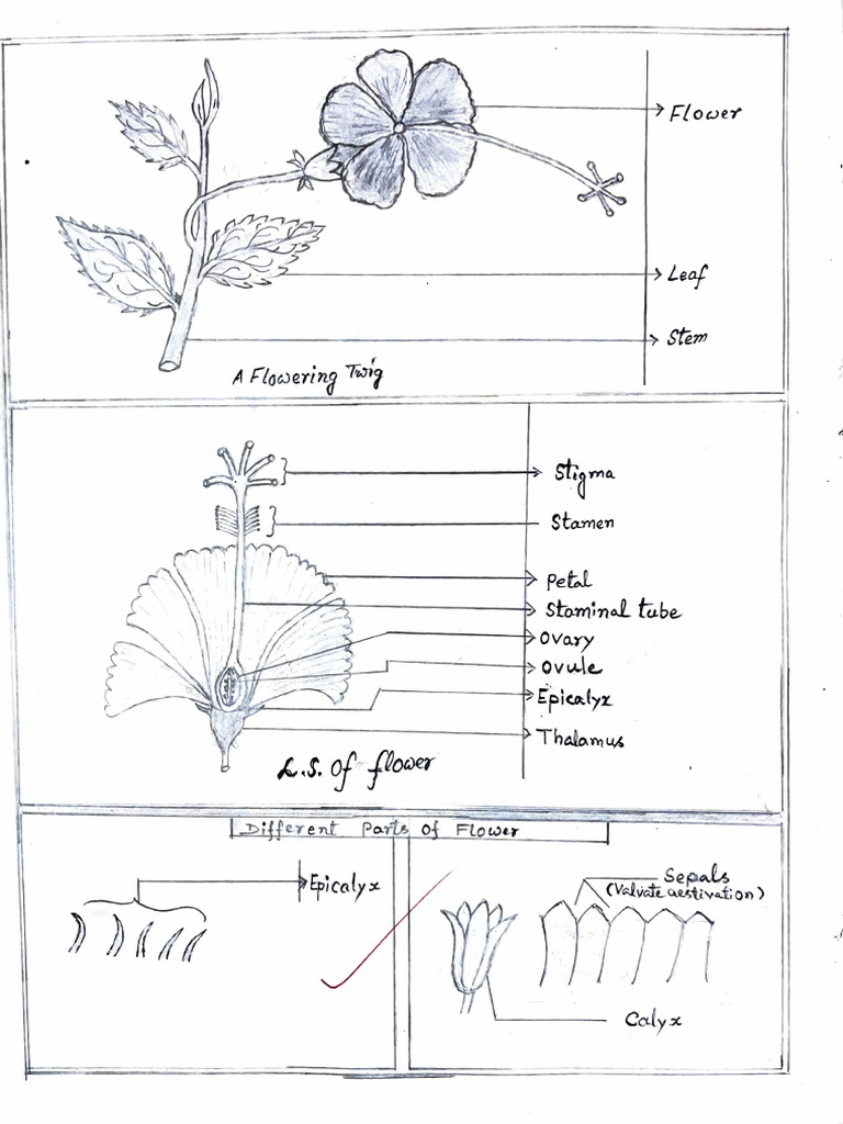 Floral Anatomy and Structure Overview | PDF