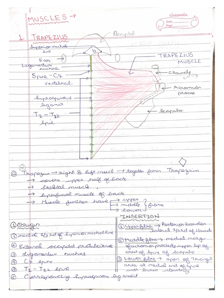 Muscles Harsh Machhi | PDF