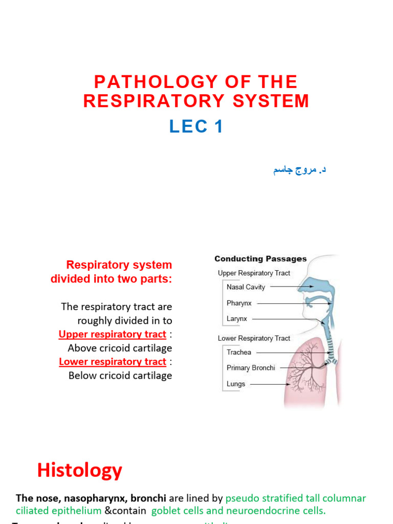 LEC.1.; respiratory, | PDF | Respiratory Diseases | Lung