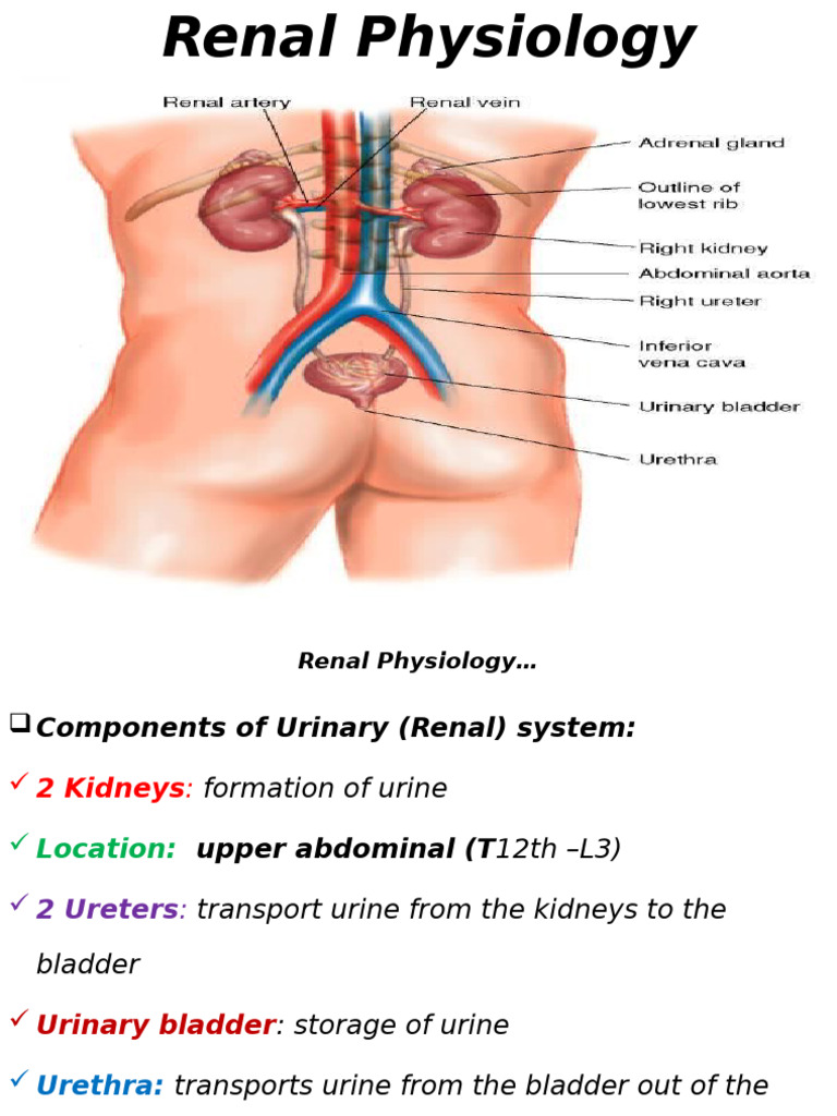Renal Physiology | PDF | Kidney | Urinary System