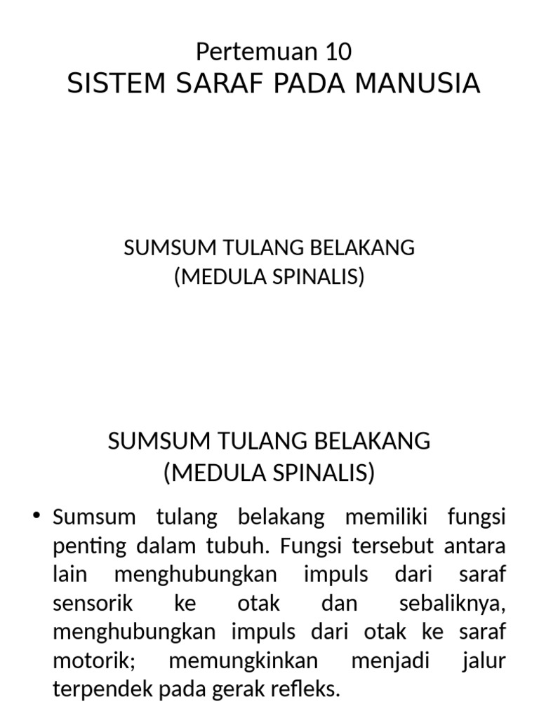 Sistem Saraf Manusia: Sumsum & Saraf Perifer | PDF