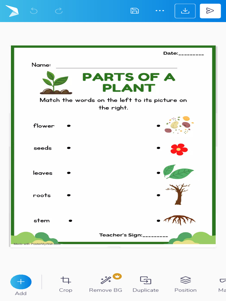 Match the Parts of Plant Worksheet PosterMyWall | PDF