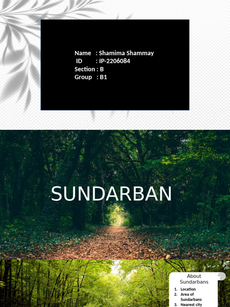 Sundarban Final Presentation2-11 Edited by Salman ? | PDF | Wildlife | Zoology