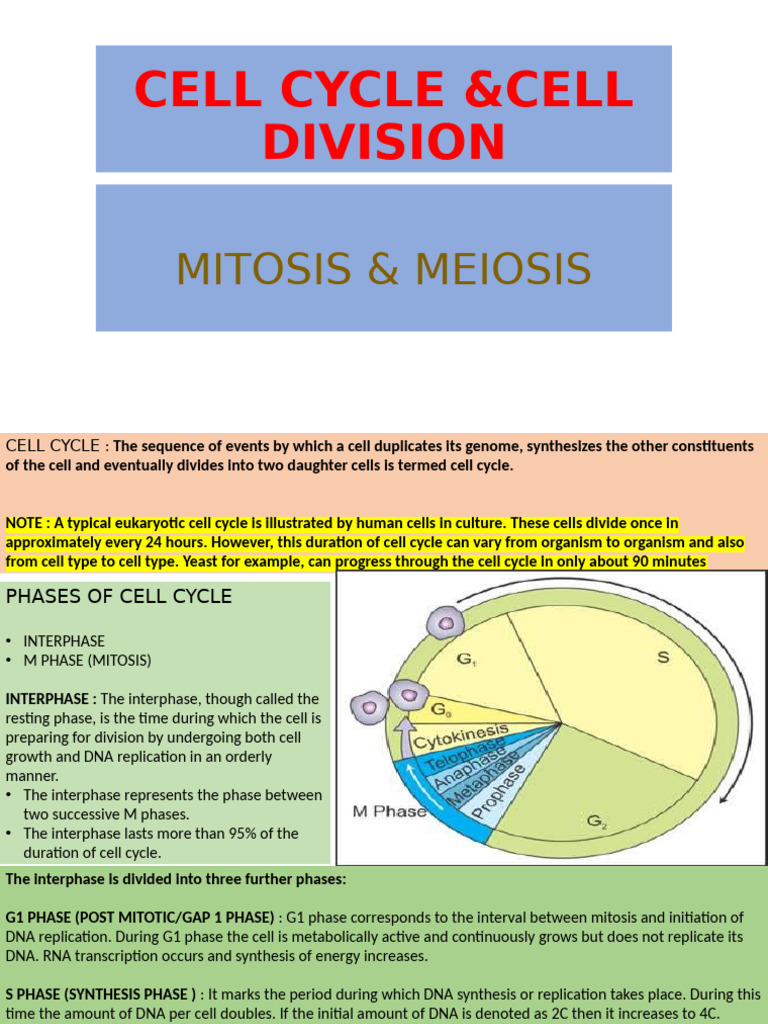 Cell Cycle and Cell Division-2 | PDF | Meiosis | Mitosis