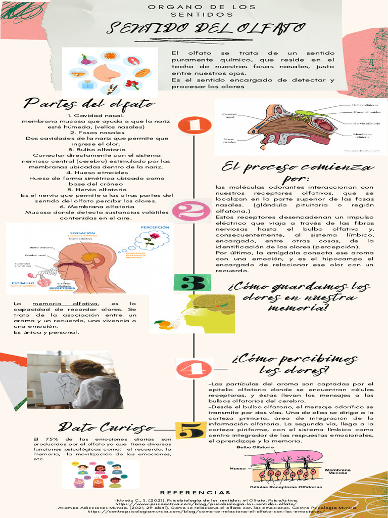 EXPOSICIÓN_SENTIDOS_OLFATO | PDF | Sistema olfativo | Anatomía humana