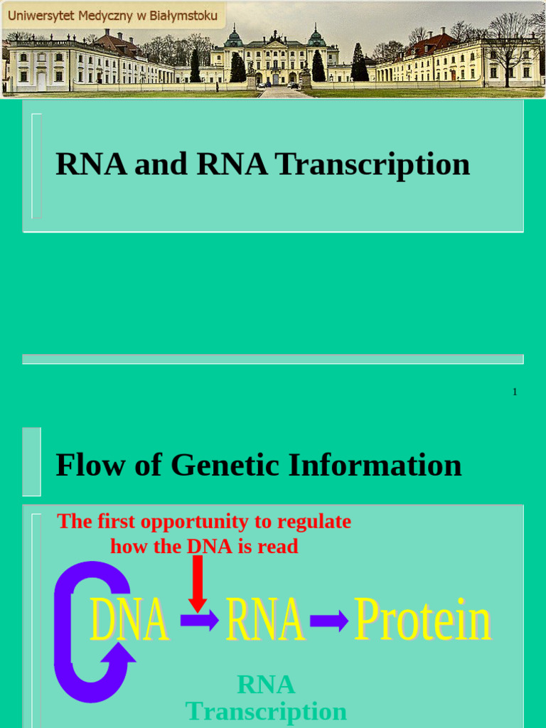 6 Stukrura Rodzaje Rna and Transkryptionpop | PDF | Ribosomal Rna | Rna