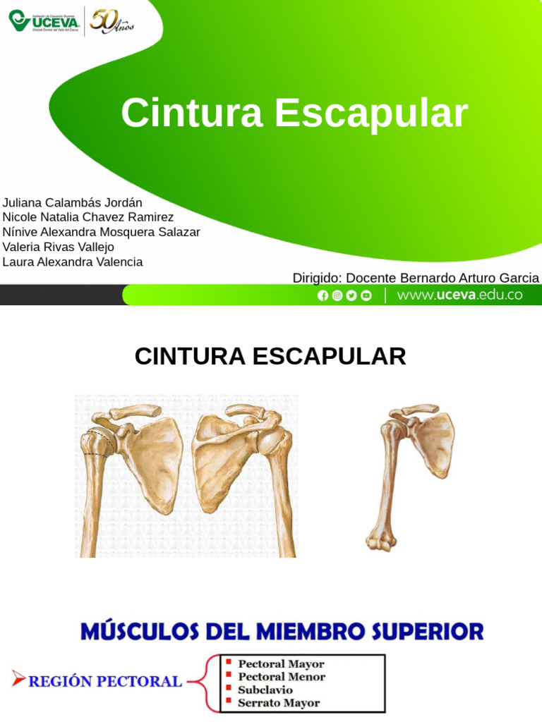 Anatomía y Nervios de la Cintura Escapular | PDF