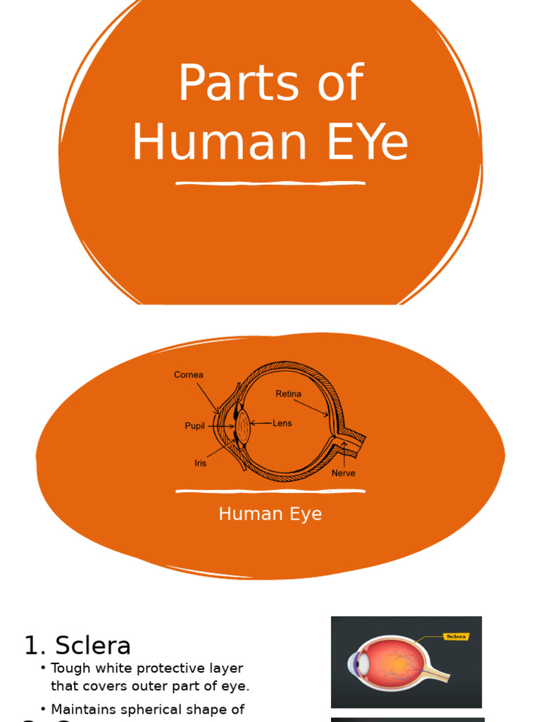 Anatomy of the Human Eye Parts | PDF