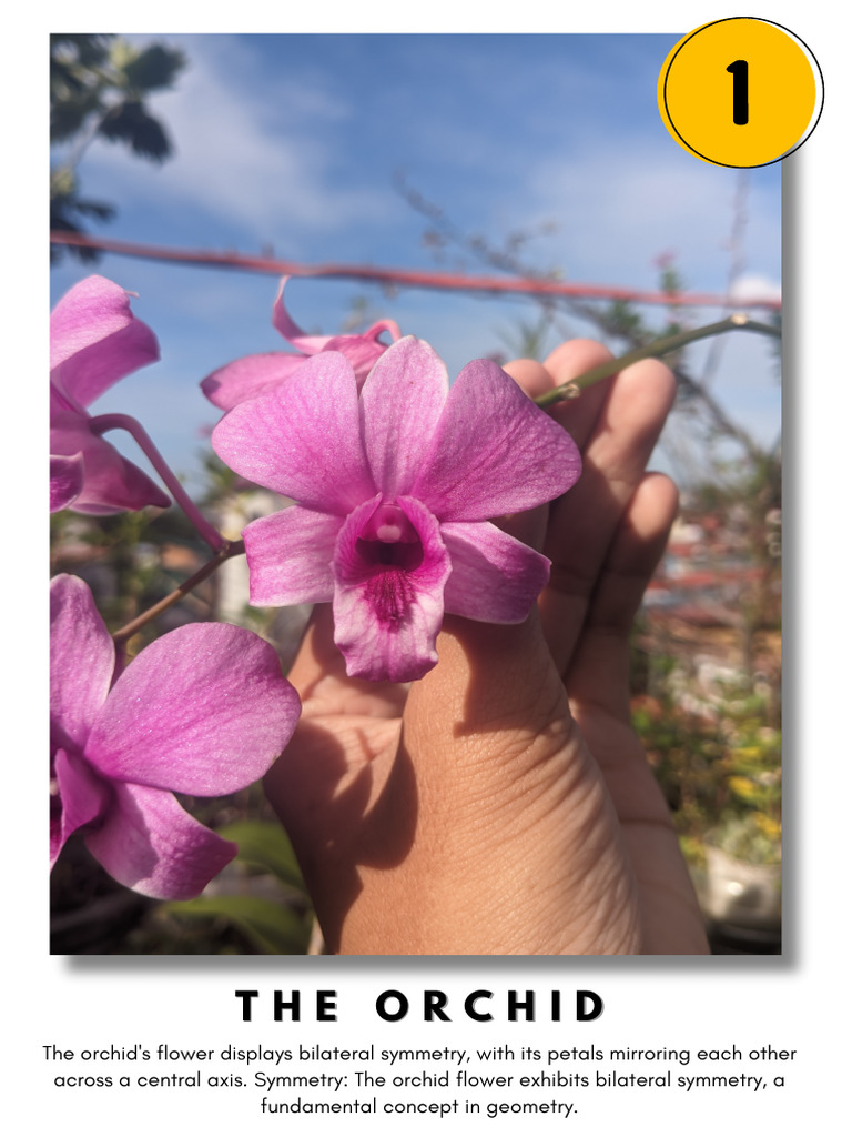 Math Photography | PDF | Mathematics | Geometry