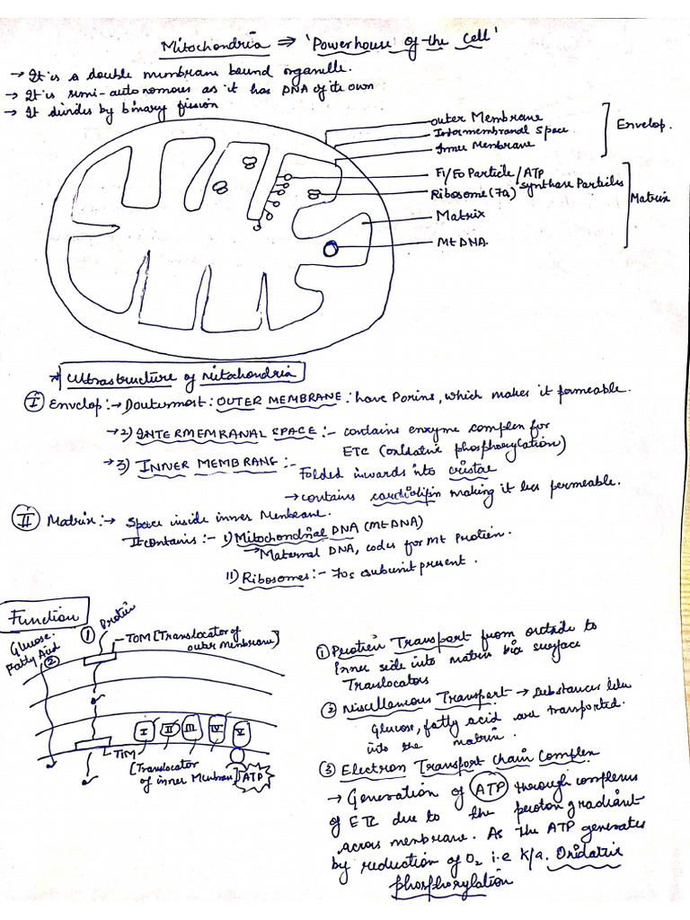 Model Answer Structure and Function of Mitochondria | PDF