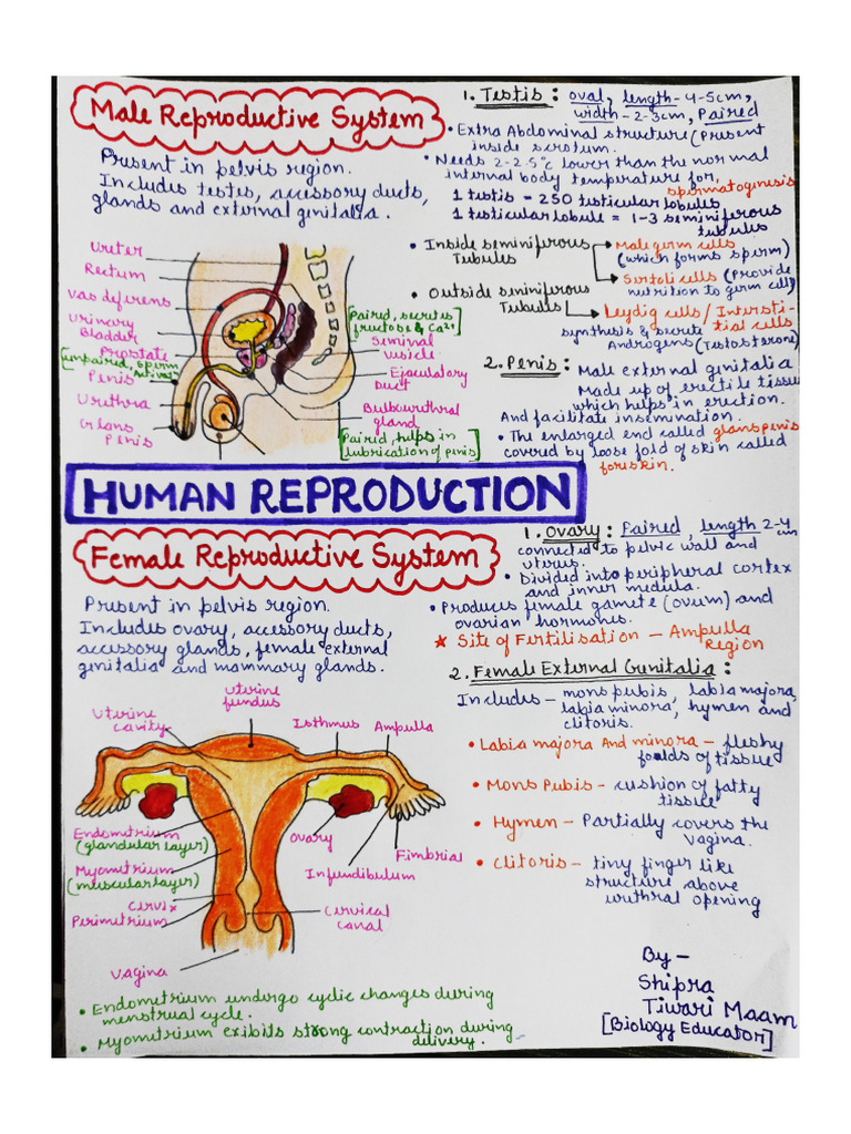Human Reproduction | PDF