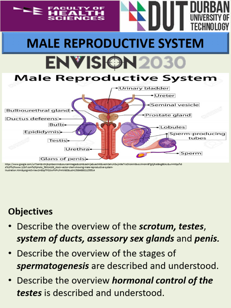 1 Male Reproductive System | PDF | Testicle | Animal Reproductive System
