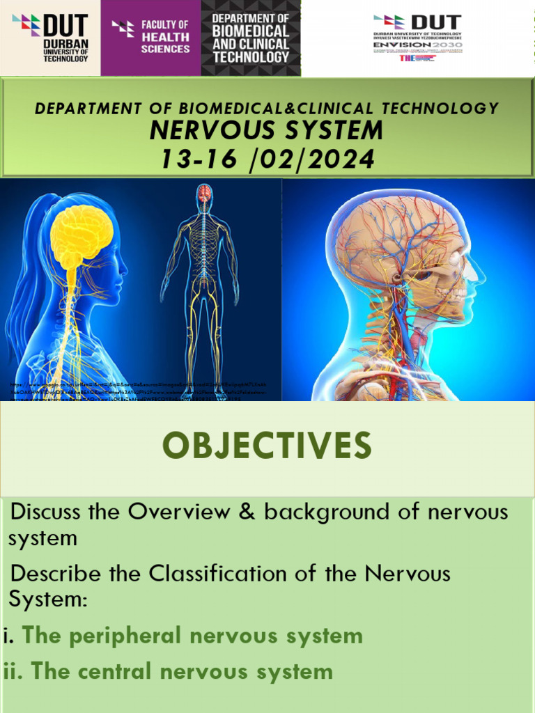 1 Nervous System 13022024 | PDF | Autonomic Nervous System | Motor Neuron