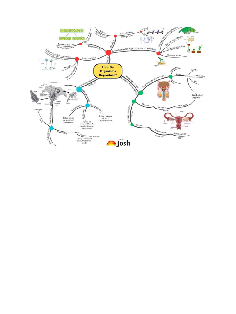 Reproduction Mindmap | PDF