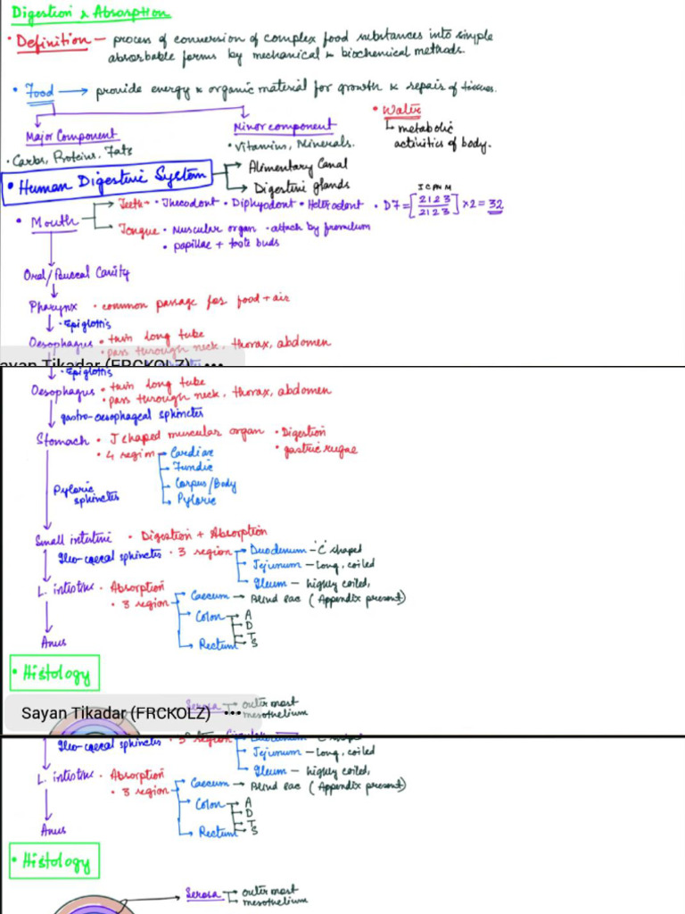 Digestion and Absorption | PDF | Digestive System | Gastroenterology