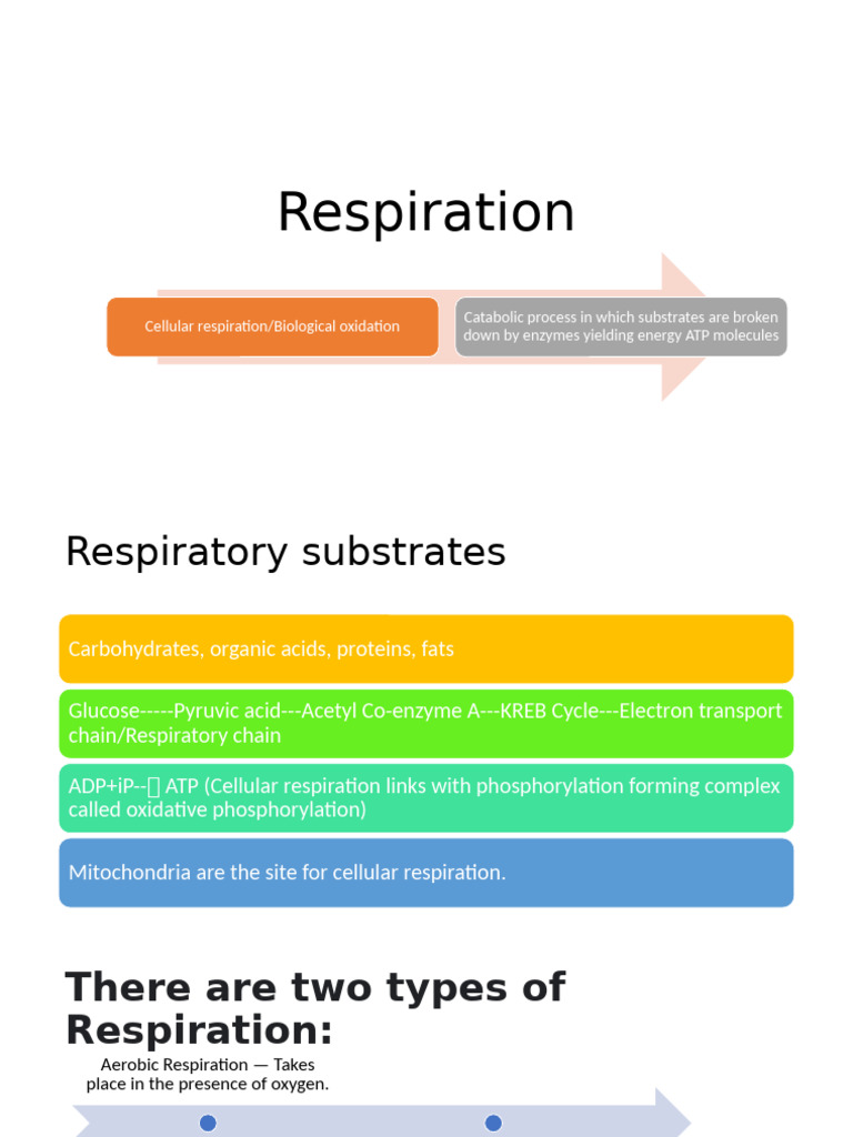 Overview of Cellular Respiration Processes | PDF | Cellular Respiration ...