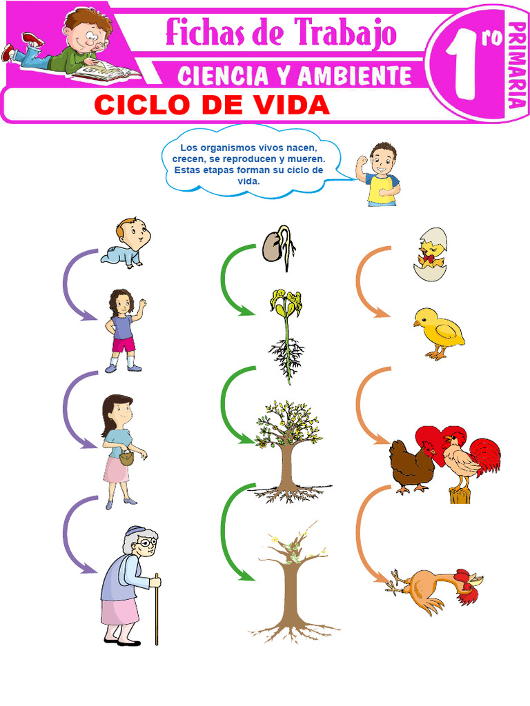 Ciclo de Vida de los Organismos Vivos | PDF