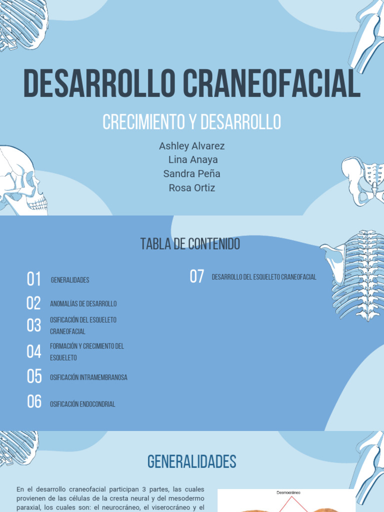 Desarrollo craneofacial.pdf | PDF | Cráneo | Cartílago