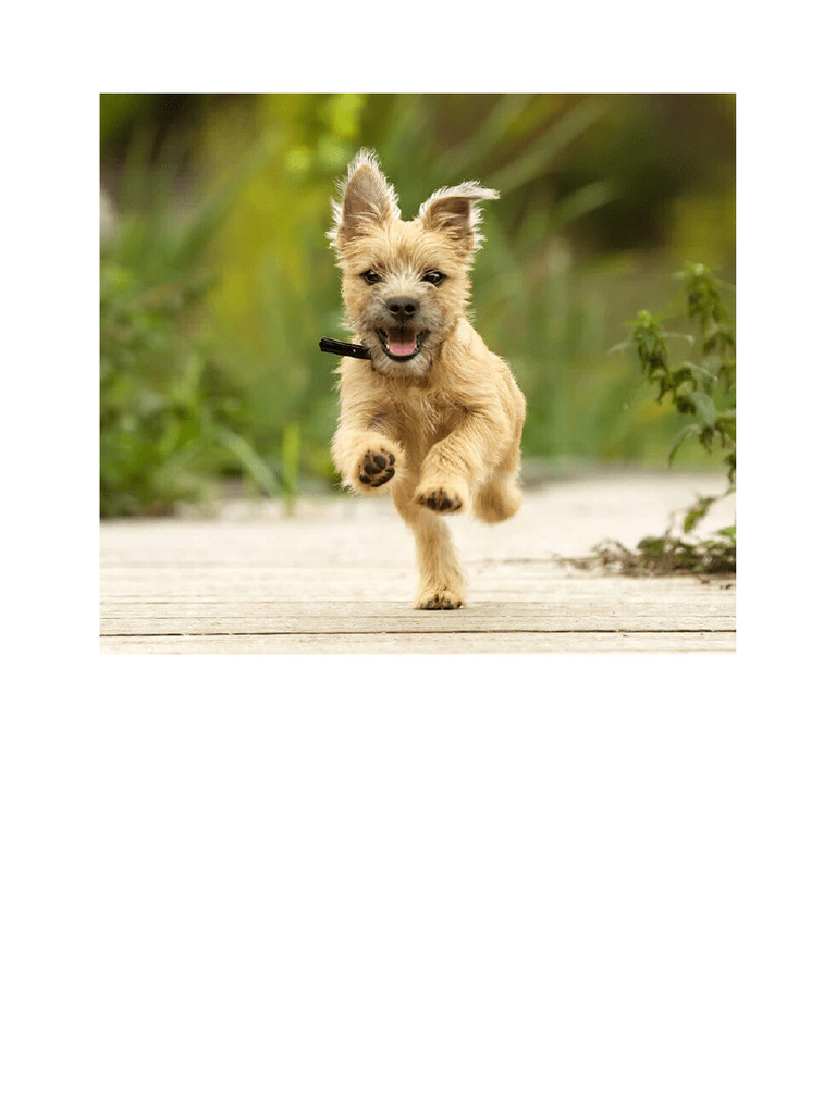 Nowy Dokument Programu Microsoft Word - Kopia | PDF