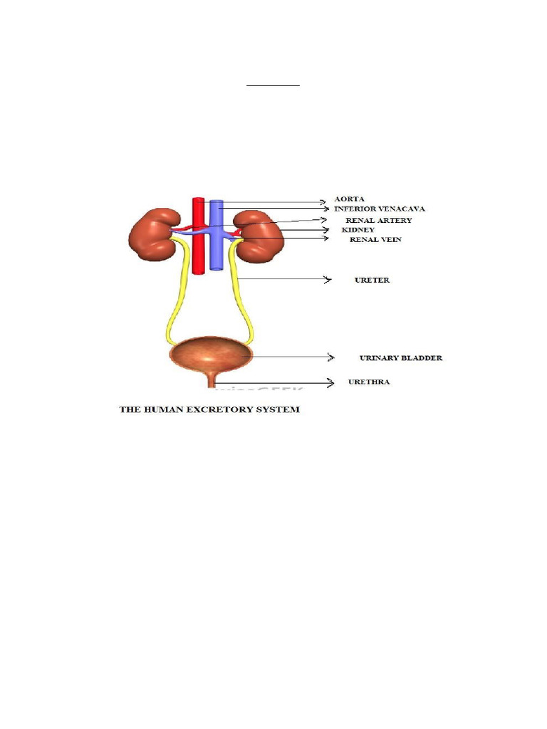 Excretion in Humans - Practice Worksheet - Answer Key | PDF
