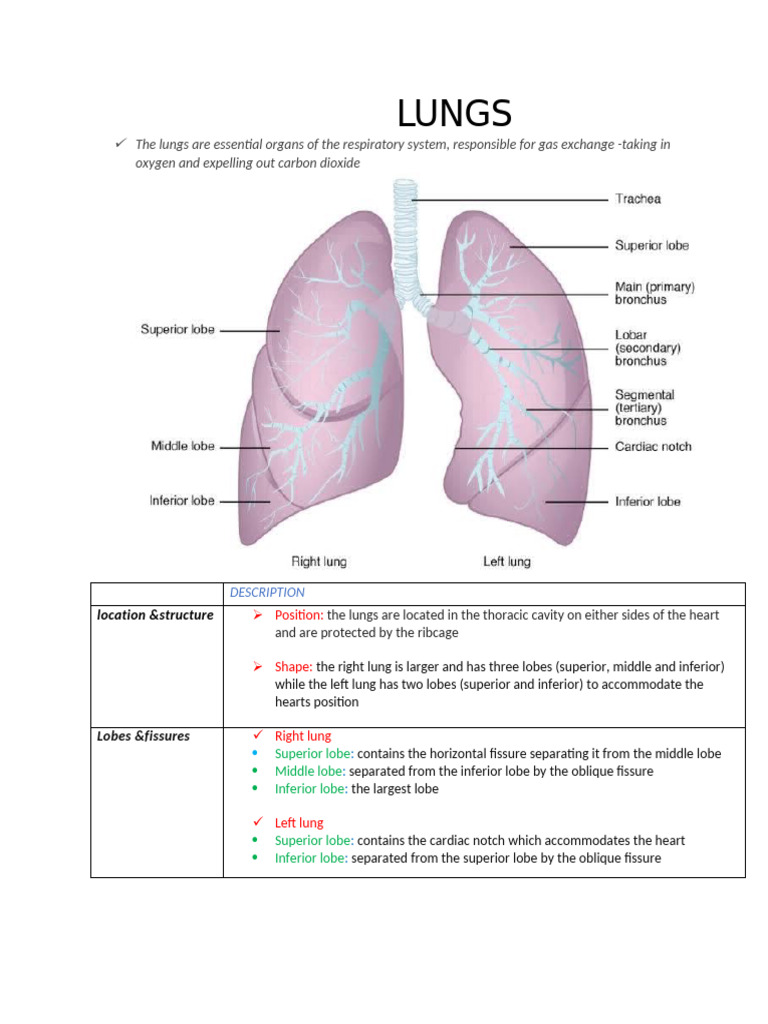 LUNGS-1 | PDF | Lung | Autonomic Nervous System