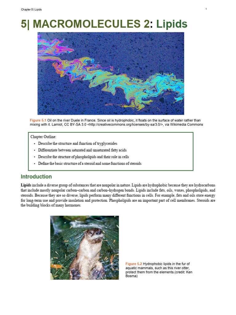 College Biology Chapter 5 Macromolecules Lipids | PDF | Lipid | Fat
