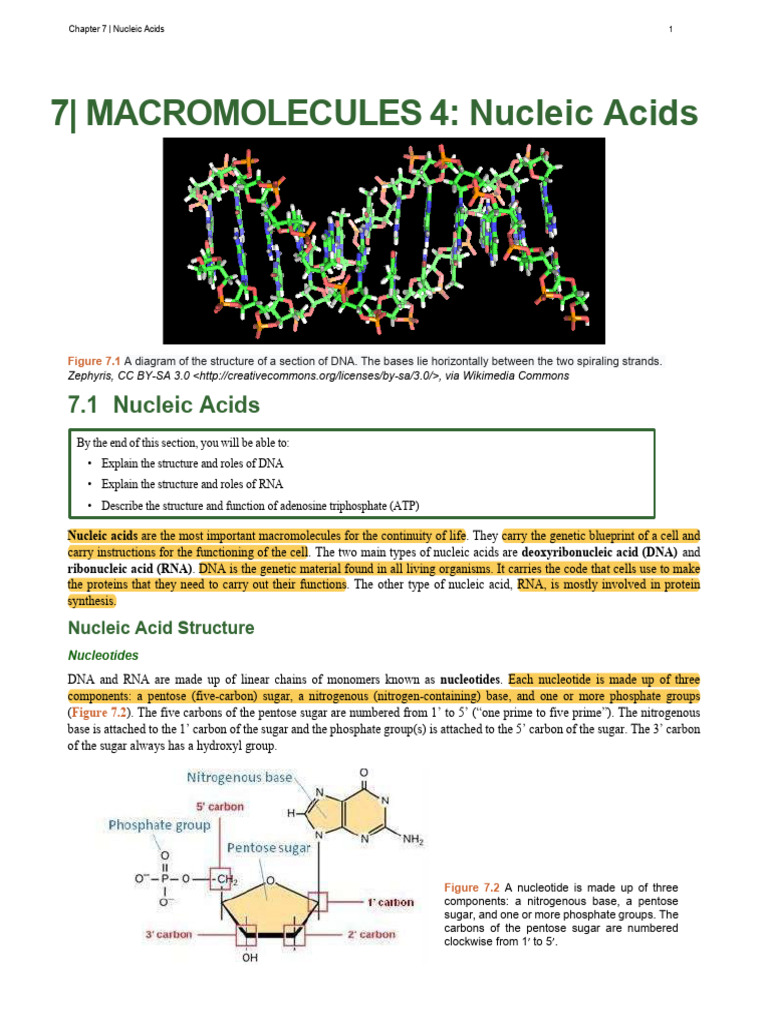 Nucleic Acids: Structure and Function | PDF | Nucleotides | Dna