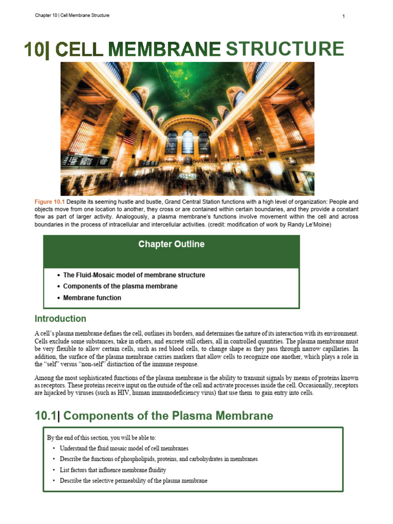 College Biology Chapter 10 Cell Membrane Structure | PDF | Cell Membrane | Phospholipid