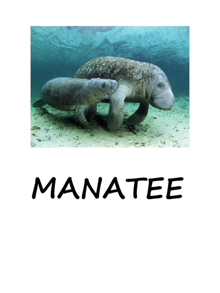 MANATEE | PDF