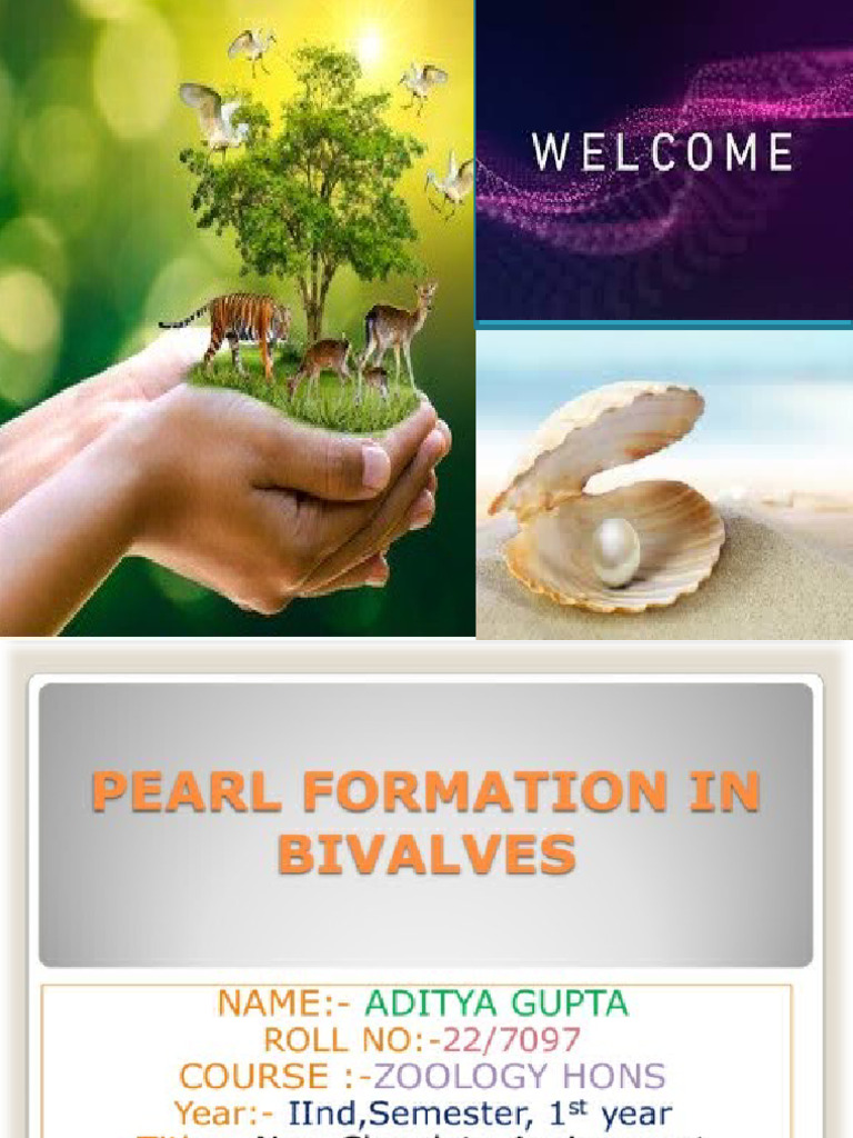 Pearl Formation in Bivalve Molluscs | PDF | Pearl | Bivalvia
