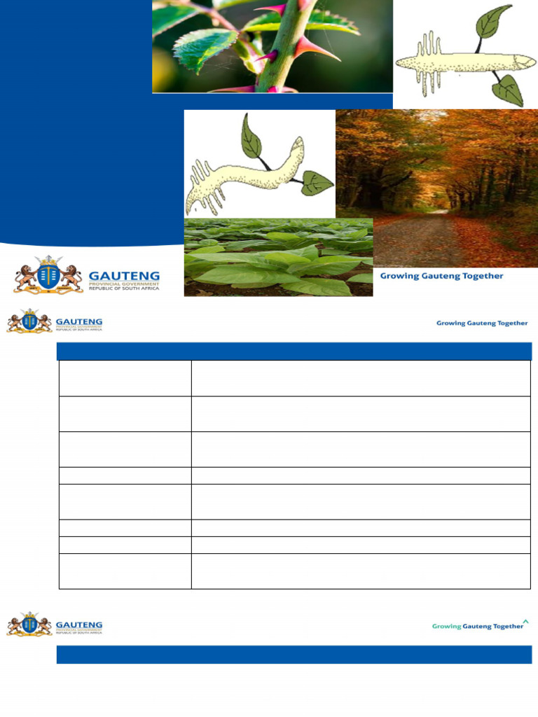 Plant Responses to Environmental Stimuli | PDF | Plant Hormone | Auxin