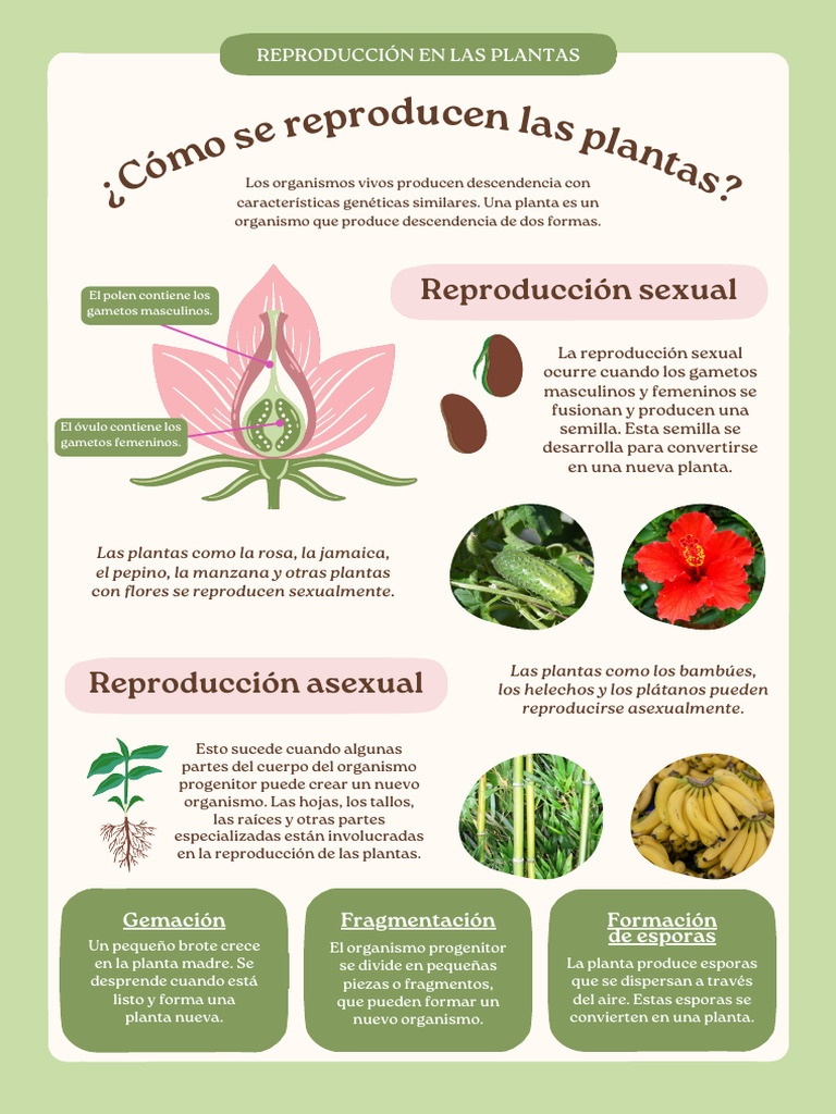 Reproducción de Las Plantas | PDF | Reproducción sexual | Plantas
