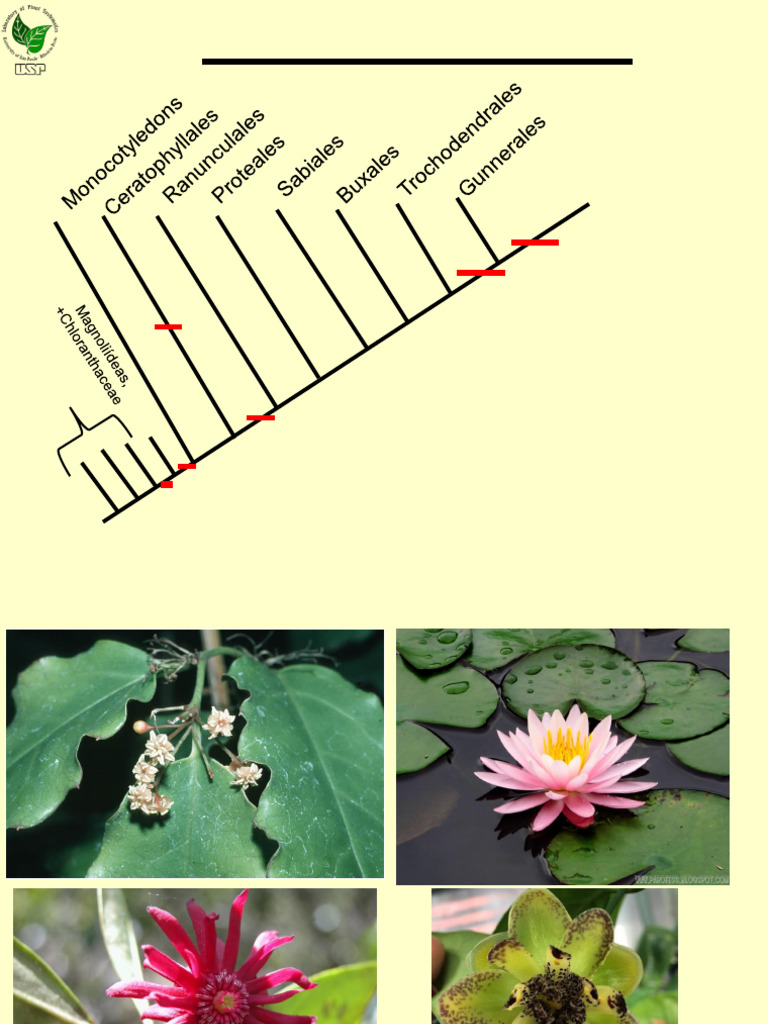 Sistematica de Plantas II Monocotiledoneas | PDF | Raiz | Arecaceae