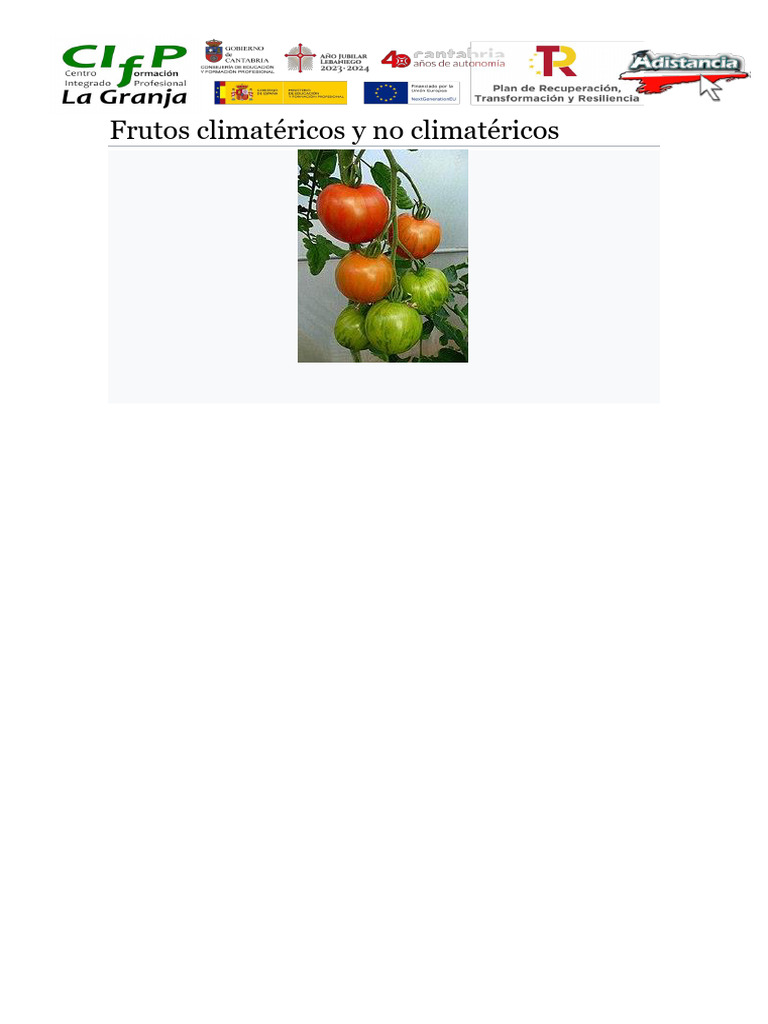 Frutos Climatericos y No Climatericos | PDF | Fruta | Frutas comestibles