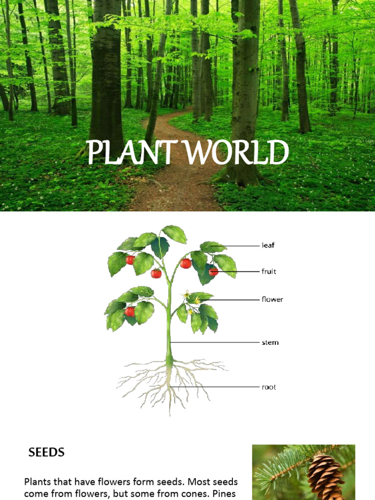 Plantworld 190206180425 | PDF