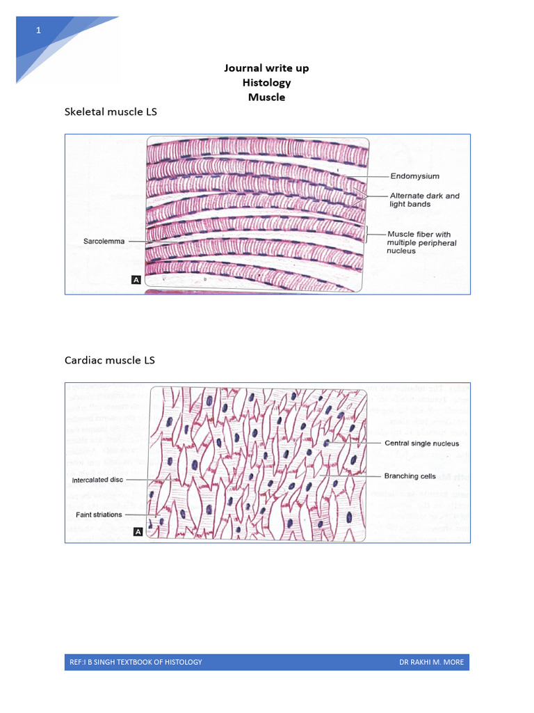 Histo 7 Muscle | PDF