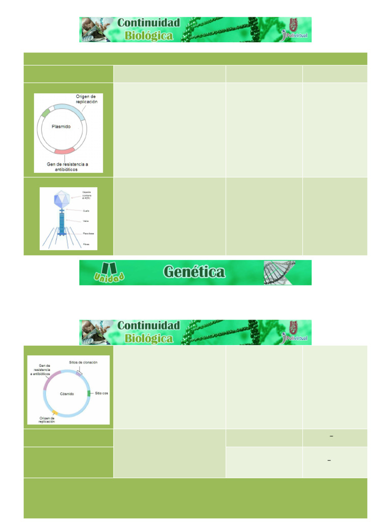 Vectores de Clonacion | PDF | Bacteriófago | Plásmido