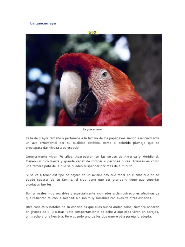 Información sobre la guacamaya roja | PDF | Aves | Alimentos