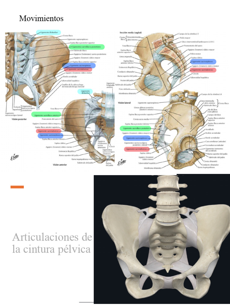 Anatomía | PDF | Articulación | Pelvis