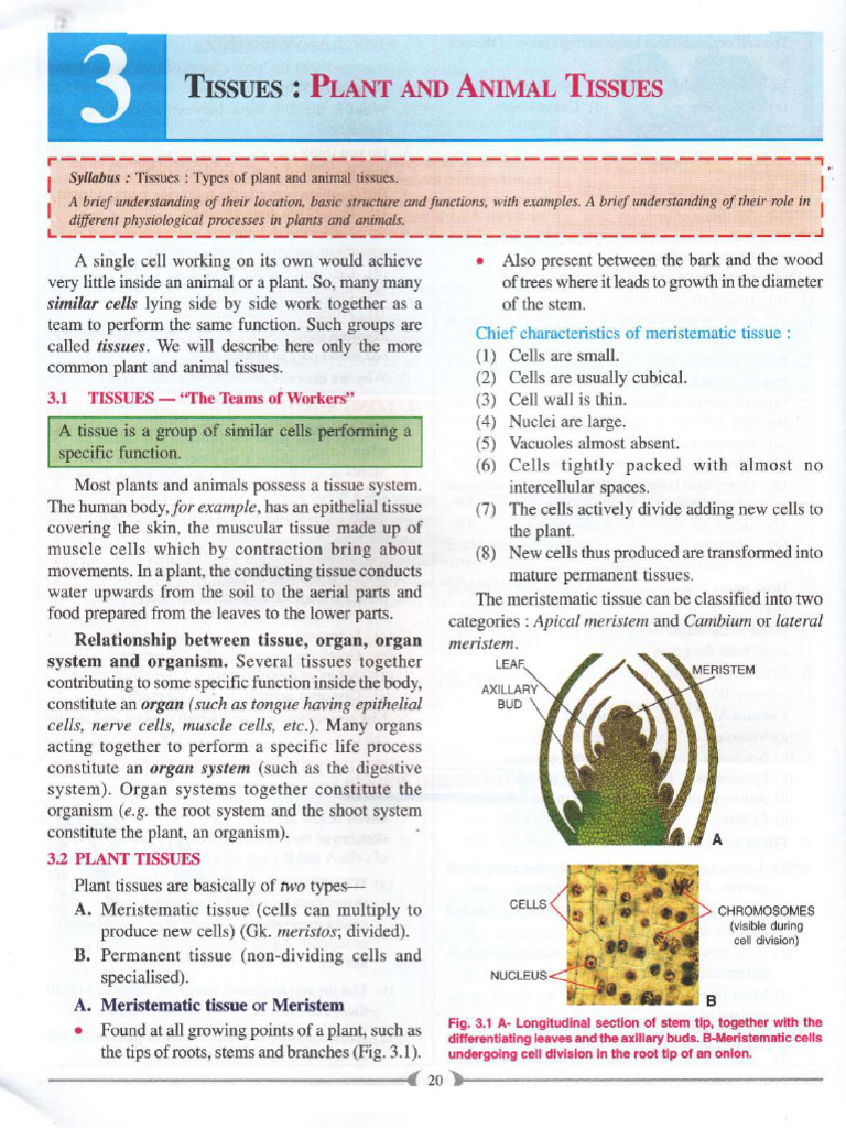 Icse Class 9 Biology Chapter 3 Tissues Plant and Animal Tissues | PDF