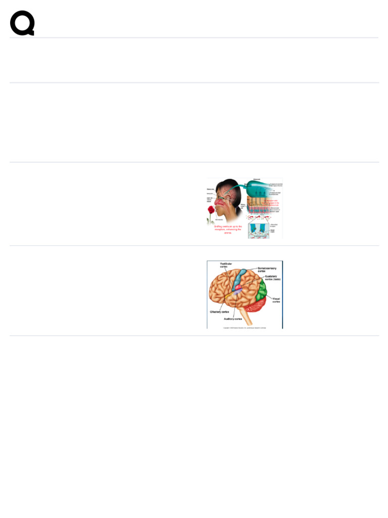 AP Psych, Unit 3 Lesson 6 The Other Senses, Module 25 pgs. 251-62 | PDF ...