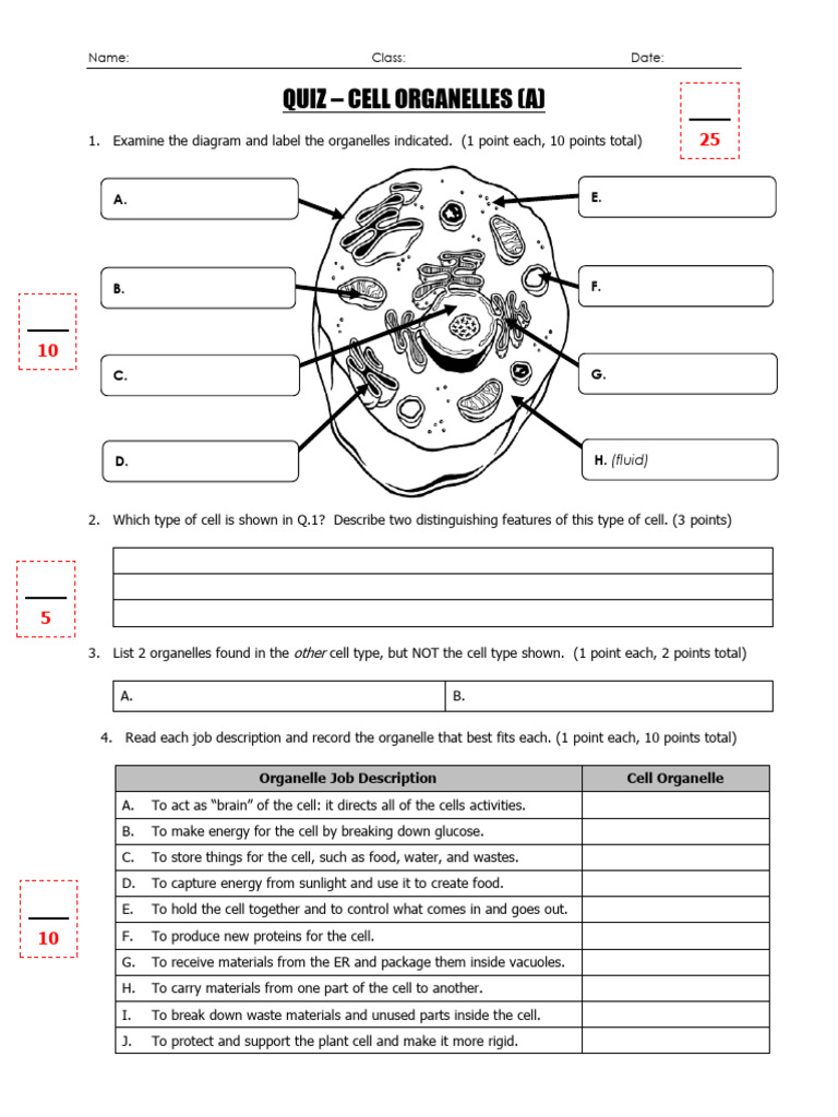 Quiz Cell Organelle | PDF | Cell (Biology) | Endoplasmic Reticulum