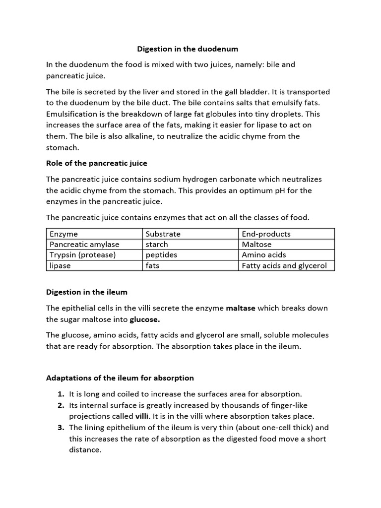 Digestion in The Duodenum | PDF | Glycogen | Small Intestine