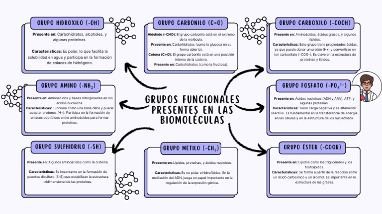 Grupos Funcionales Presentes En Las Biomoléculas Pdf Lípido Proteínas 4459