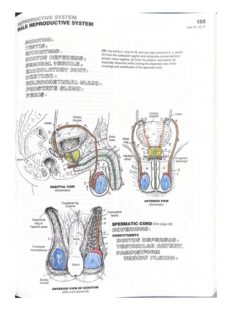 Human Anatomy Pdf