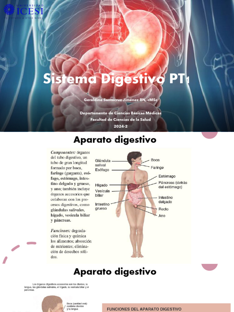 Sistema Digestivo: Una Introducción | PDF | Bilis | Digestión