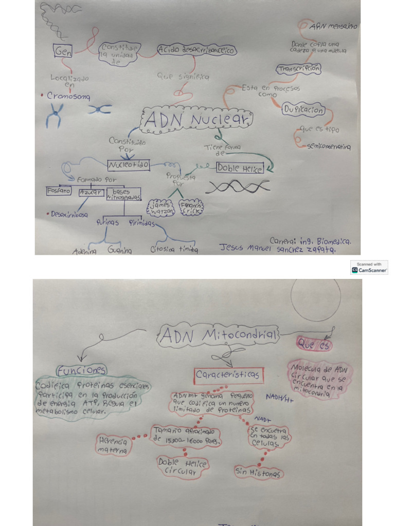 Mapa Mental ADN. - JesusManuelSanchezZapa | PDF