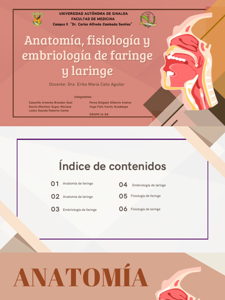 Faringe y Laringe | PDF | Laringe | Anatomía humana